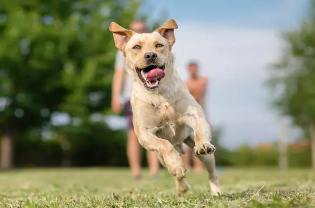 Wat zijn de 7 meest voorkomende spier- en skeletproblemen bij honden? 4560_1