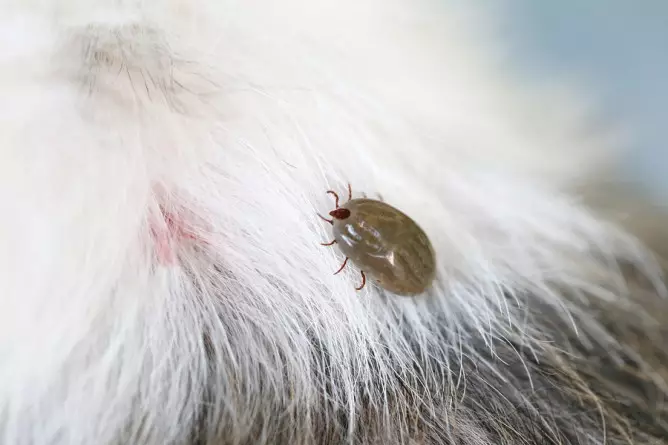 Forstå symptomer på Lyme-sykdom hos hunder 4569_1