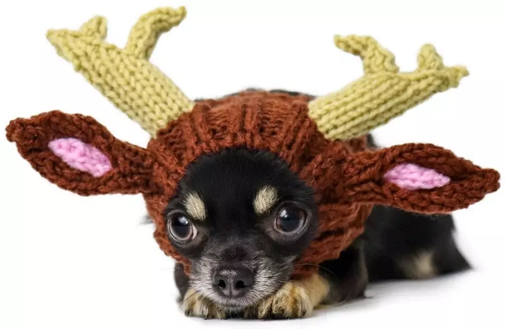 Top 10 Splendiferous Ugly Christmas Pet Sweaters 463_6