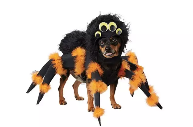 Spider pup gan California gwisgoedd yn wisg Calan Gaeaf gwych