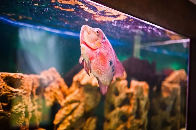 Wéi een Stress am Aquarium Fësch behandelen 4678_1