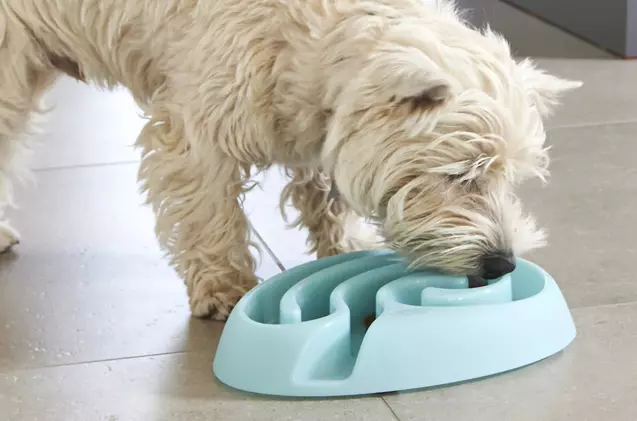 Dishing Up Truth about Pet Food Bowls 467_1