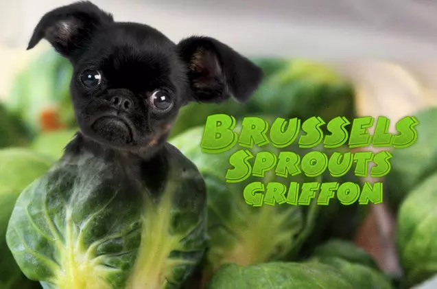 სიბრძნის პანელი 3.0 ძაღლის დნმ ტესტი Brussels Sprouts Griffon