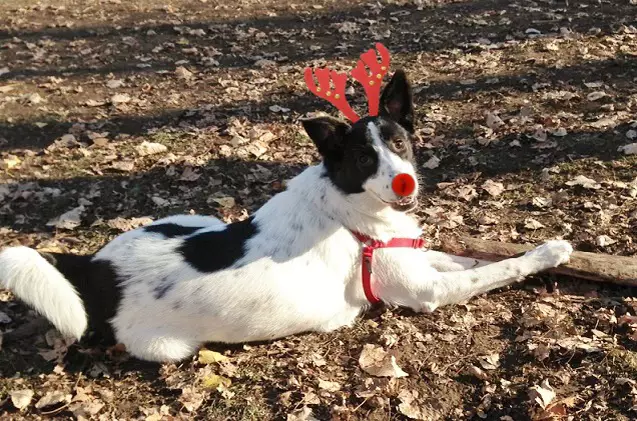 Gen Y Dogma: Cum să faci primul Crăciun al câinelui tău cu stil
