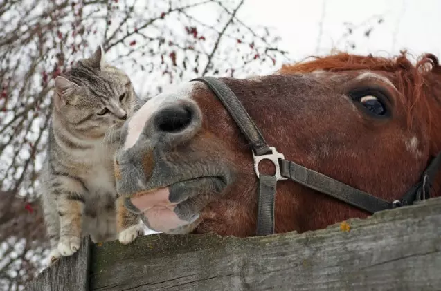 Giddy Up! Nepravdepodobné priateľstvo má mačku na uzde 4787_1