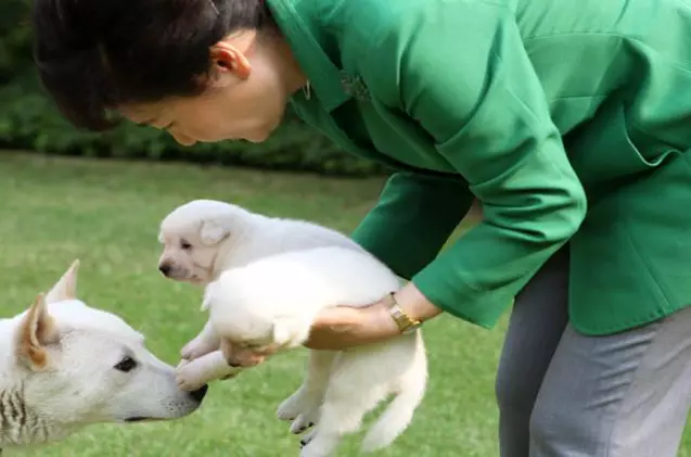 Forlod den rigsretssatte Sydkoreas præsident Park Geun-hye sine hunde? 4788_1