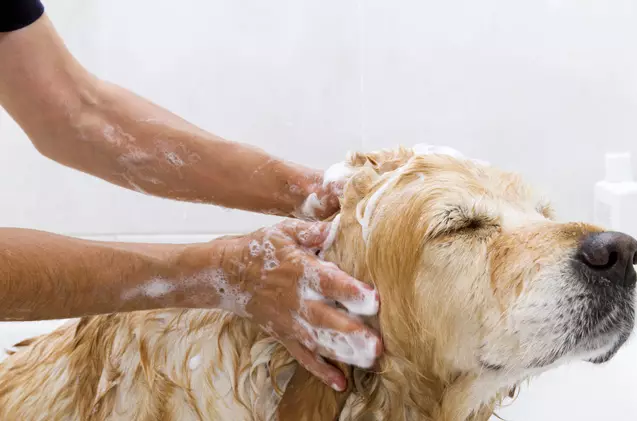 Lav din egen hjemmelavede hundeshampoo.com 4819_1