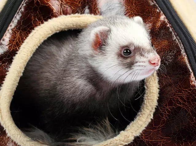 ferret ຢູ່ໃນເຮືອນ