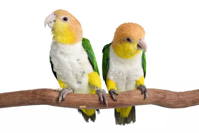 Caique