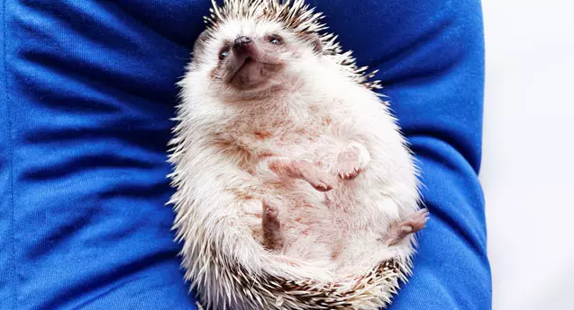 Cute nga Hedgehog