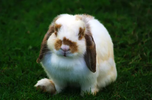 Holland Lop Konyn op Gras