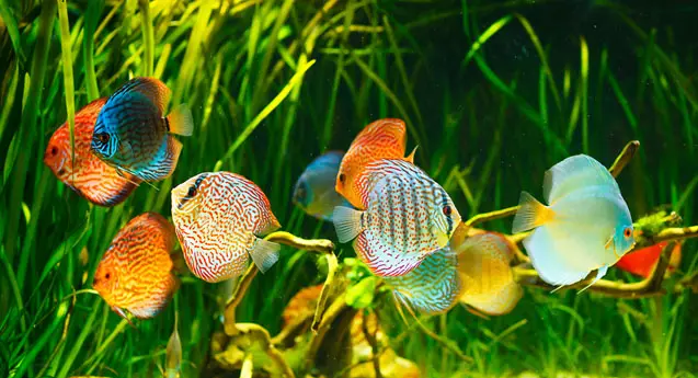 Symphysodon discus in een aquarium op een groene achtergrond