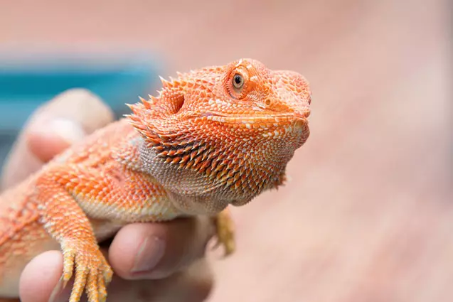 Bearded Dragon oan 'e hân