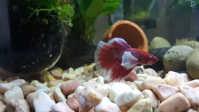 Best Betta Tank Decorations 490_1