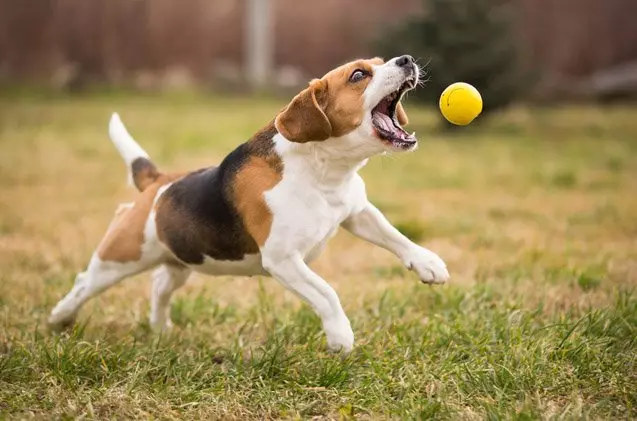 Por que os cães adoram buscar? 4971_1