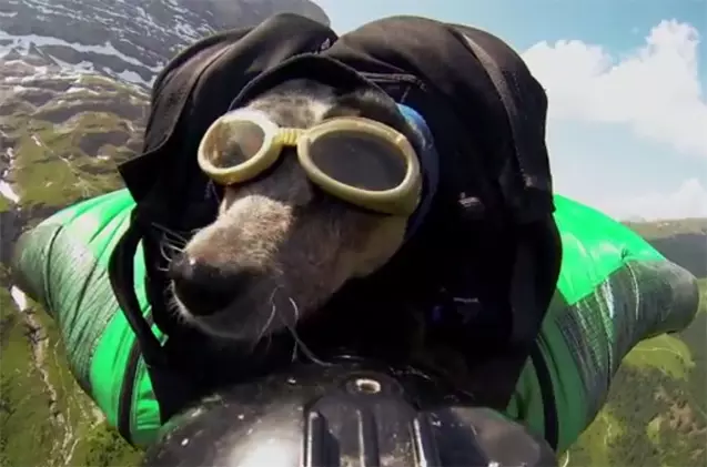 Adakah Wingsuit Pertama di Dunia BASE Jump Dengan Anjing Kejam Atau Sejuk? [Video] 4993_1