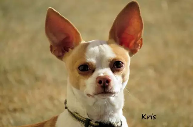 Perro adoptable de la semana - Kris 5005_1