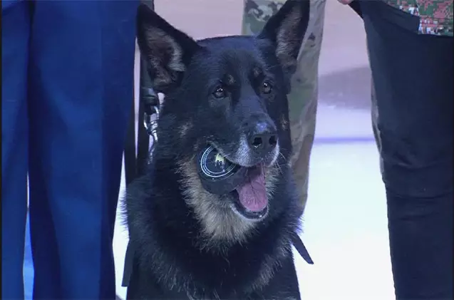 Canine Cutie Memenangi Semuanya Dengan Puck Drop Terbaik PERNAH [Video] 5058_1