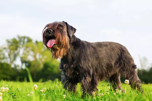 ඉහළම මධ්‍යම ප්‍රමාණයේ සුනඛ අභිජනන 10: සම්මත Schnauzer