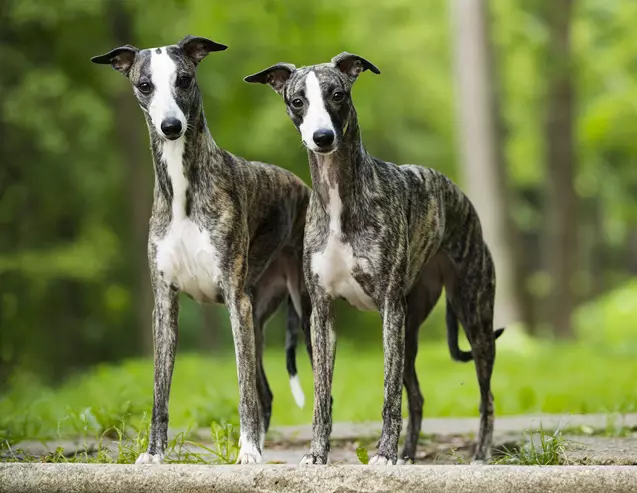 10 parasta keskikokoista koirarotua: Whippet