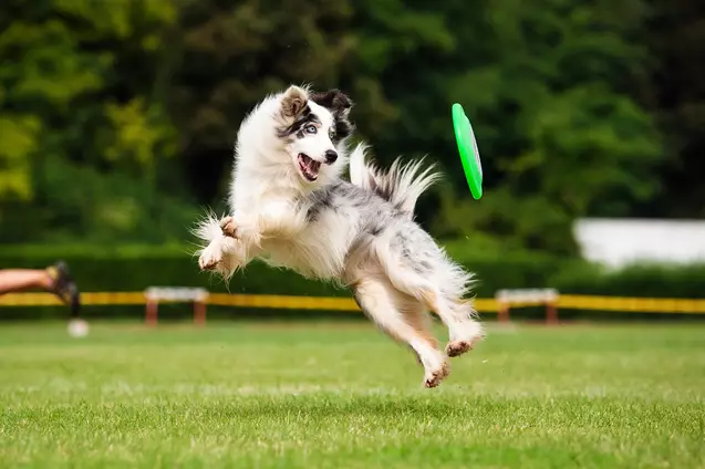 10 parasta keskikokoista koirarotua: bordercollie