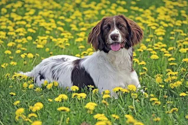 Top 10 Ọkara Ụdị Nkịta: English Springer Spaniel