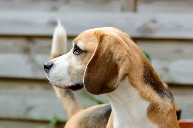 10 parasta keskikokoista koirarotua: Beagle