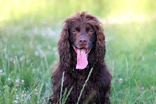 Top 10 Ọkara Ụdị Nkịta: Cocker Spaniel