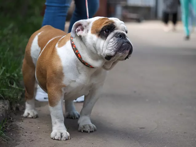 Top 10 Ọkara Ụdị Nkịta: Bulldog