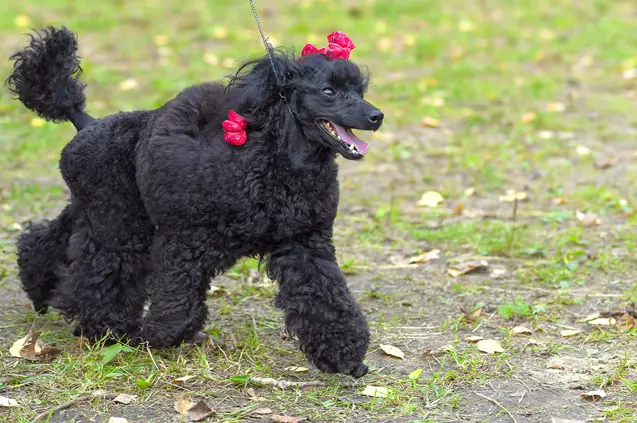 Ụdị Nkịta 10 kachasị elu: Poodle