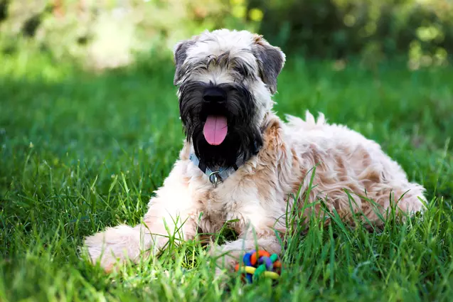 Udi Nkịta 10 kachasị elu: Ọka Wheaten Terrier nwere nro dị nro