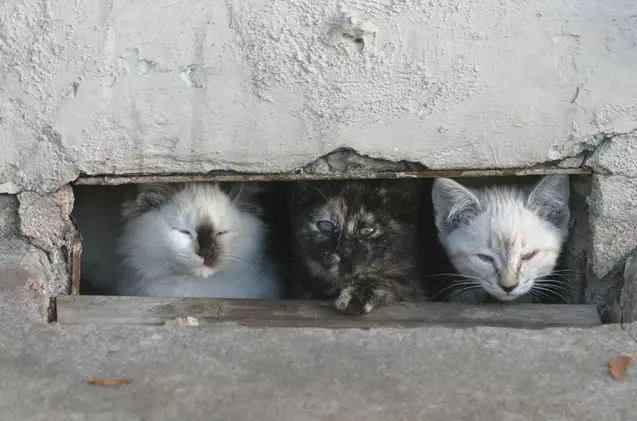 TNR: que é e como axuda aos gatos salvaxes? 5128_1