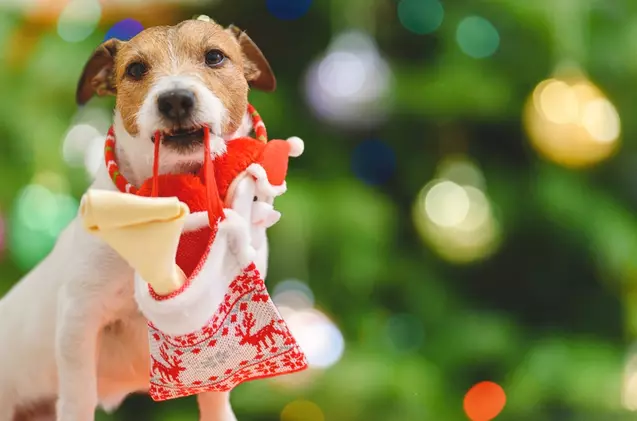 犬のための最高の壮大なストッキング詰め物 518_1