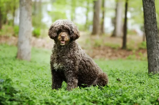 Walang Nahanap na Link sa Pagitan ng Hypoallergenic Dogs At Childhood Asthma Risk ang Pag-aaral 5259_1