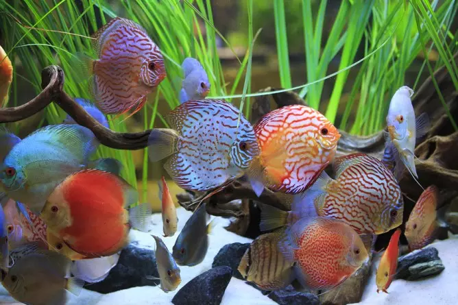 Ama-Cichlids: Enye Yezinhlobo Zezinhlanzi Zamanzi Ahlanzekile Ezithakazelisa Kakhulu Emhlabeni 5302_1