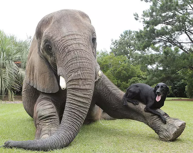 1 DogandElephantfriends