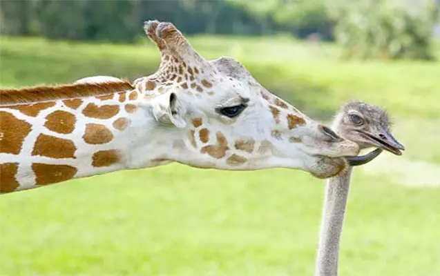 2Giraffeandostrich