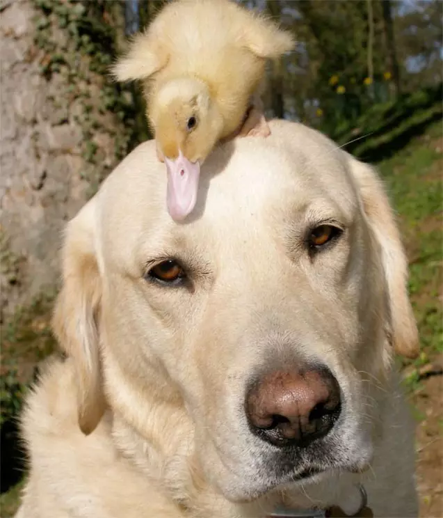 3 DucklingandDog