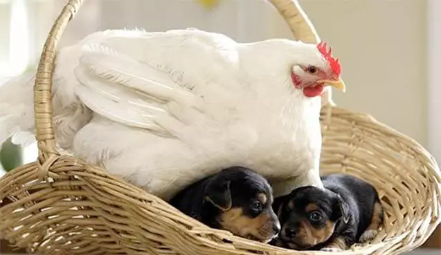 6Chicken and Puppies