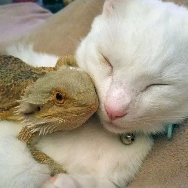 7CatandBeardedDragon