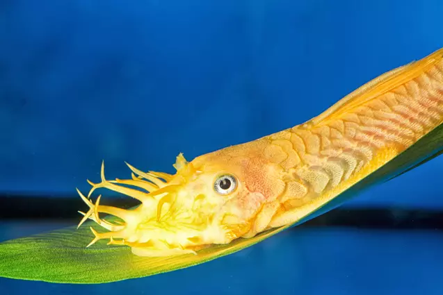 Tutvuge Bristlenose Plecoga 5330_1