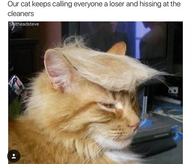 11 TrumpCat