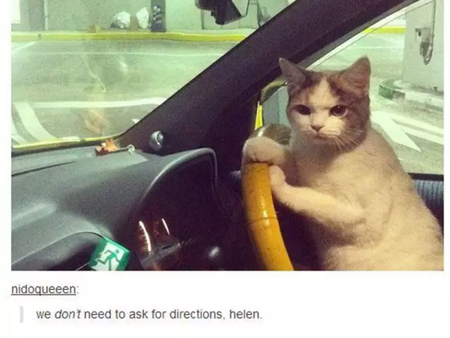 9DrivingaCat