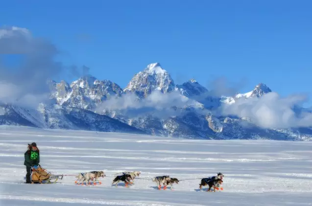 O equipo de cans de trineo Iditarod da positivo para o consumo de drogas opioides 5368_1