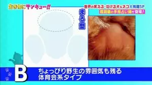 Paw Reading Nyaéta Trend Ucing Panganyarna Jepang 5495_3