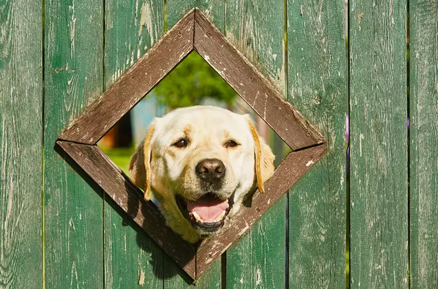 I peggiori cani da guardia mai accolti dai ladri con la coda scodinzolante 5546_1