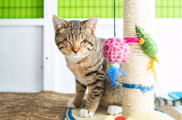 3 Sebab Menakjubkan untuk Mengambil Anak Kucing atau Kucing Berkeperluan Khas 5557_1