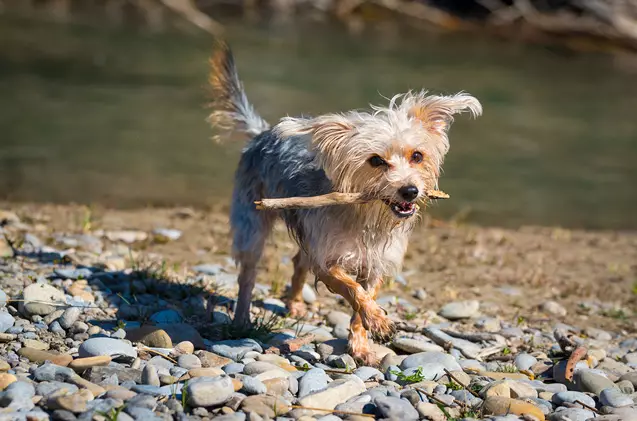 Leptospirosis dalam Anjing: Perkara yang Perlu Tahu Setiap Pemilik Anjing 5597_1