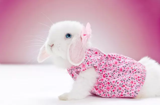 Top Hoppin’ Pet Fashion для кроликов 5628_1