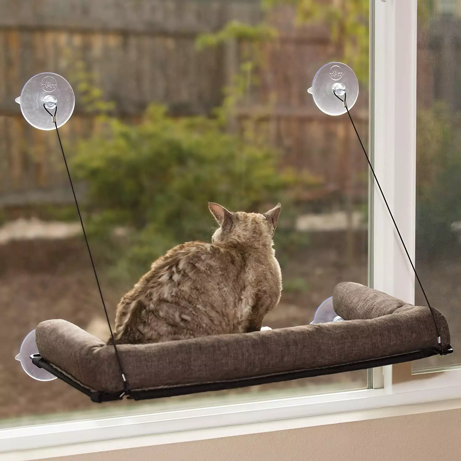 Ibyiza bya Cat Window 5635_3